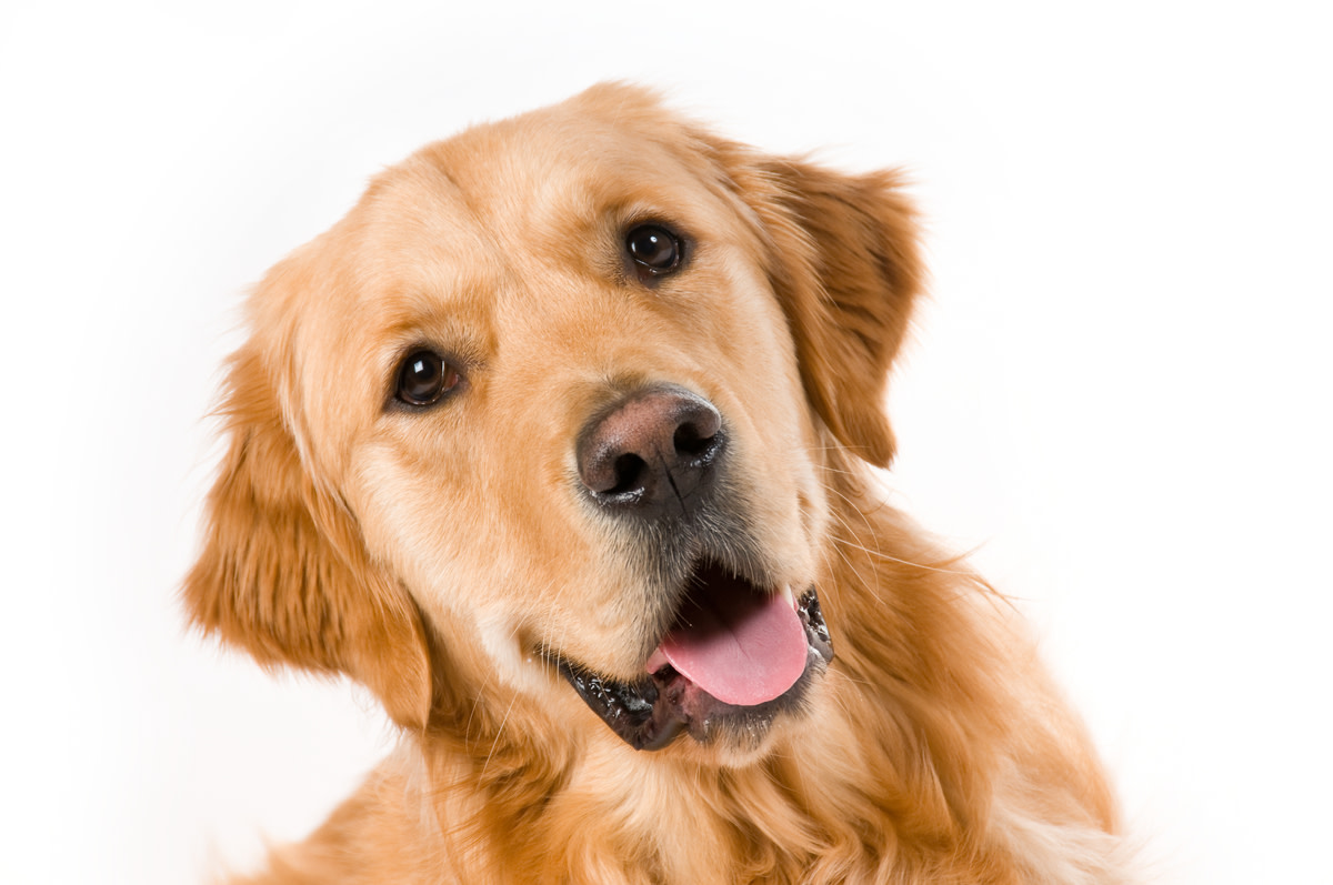 Golden retriever keeping mom on nightly schedule is the discipline we ...