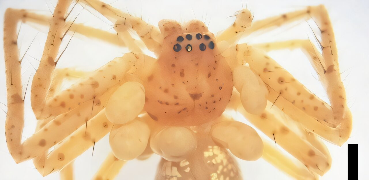 Second spider-parasitic mite species described in Brazil
