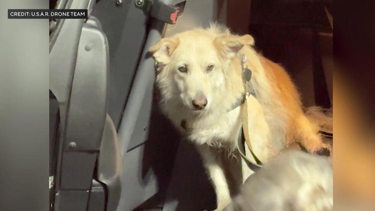 Drone video shows rescue of dog that escaped from car on NJ Turnpike ...