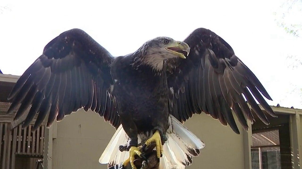 National Bird Day highlights conservation efforts in Arizona