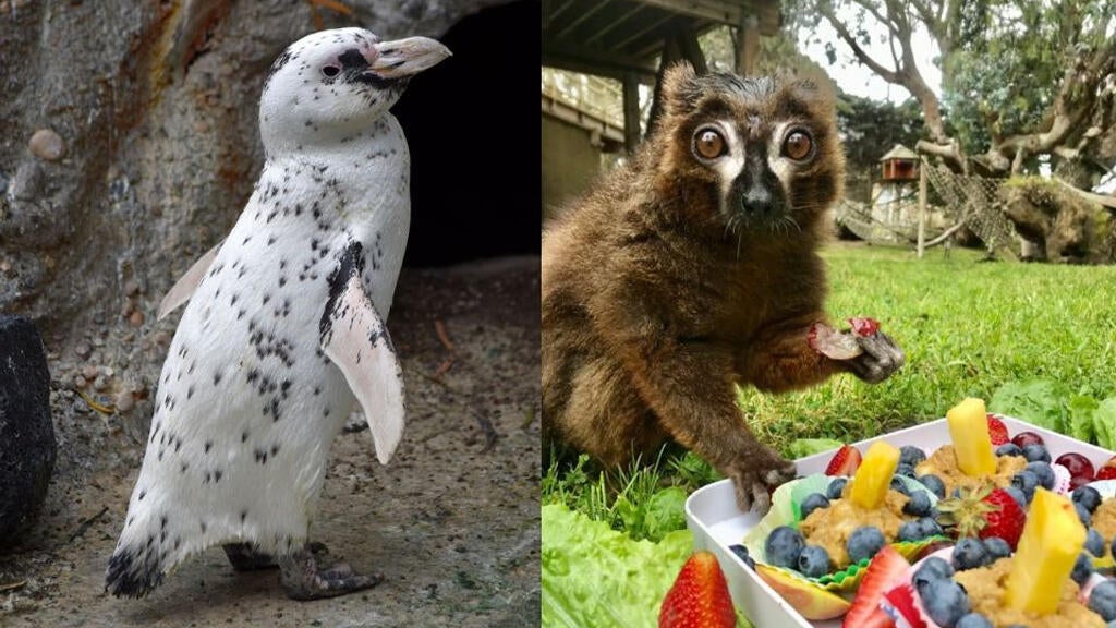 San Francisco Zoo euthanizes lemur, penguin due to declining health
