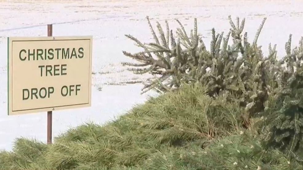 Belmont County reuses Christmas trees to create wildlife habitats