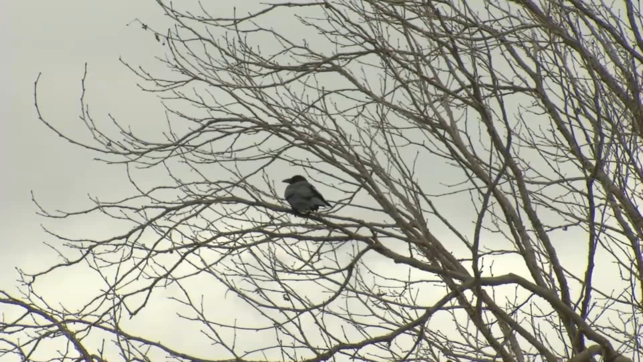 Scientists detect alarming bird population decline in Bay Area: Here's ...