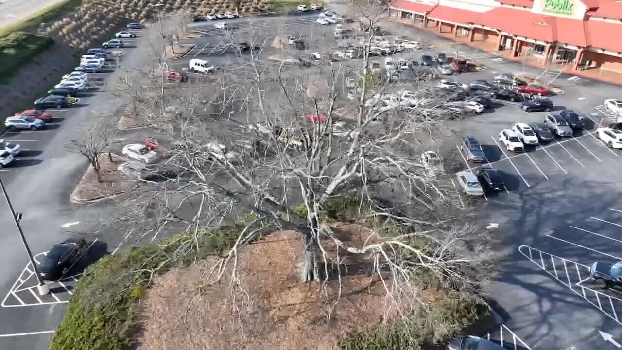 Judge rules century-old tree can now be cut down after being saved two ...