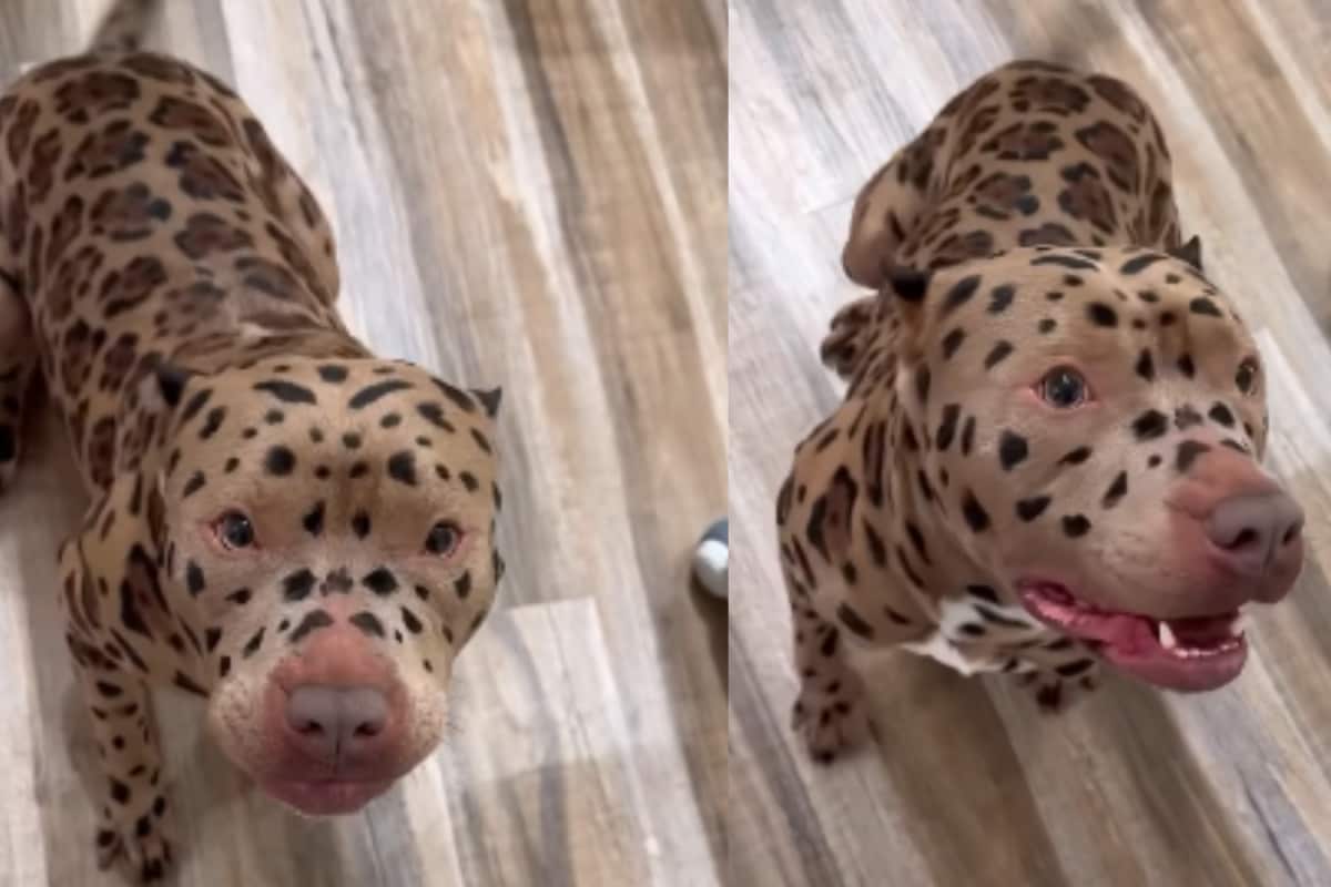 Marshmallow to Tigger: This viral dog grooming artist makes pets look ...