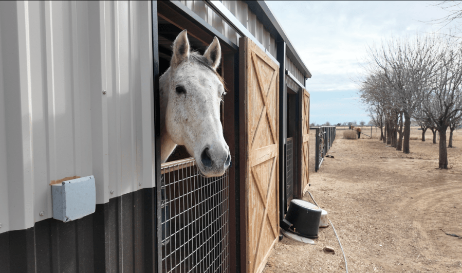 How to manage horses through winter weather swings