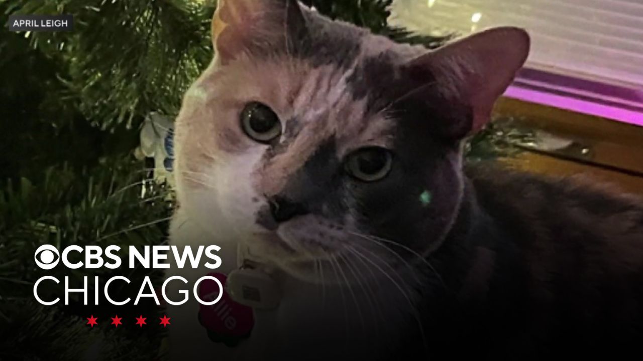 Suburban family searching for lost cat after holiday car crash in Indiana