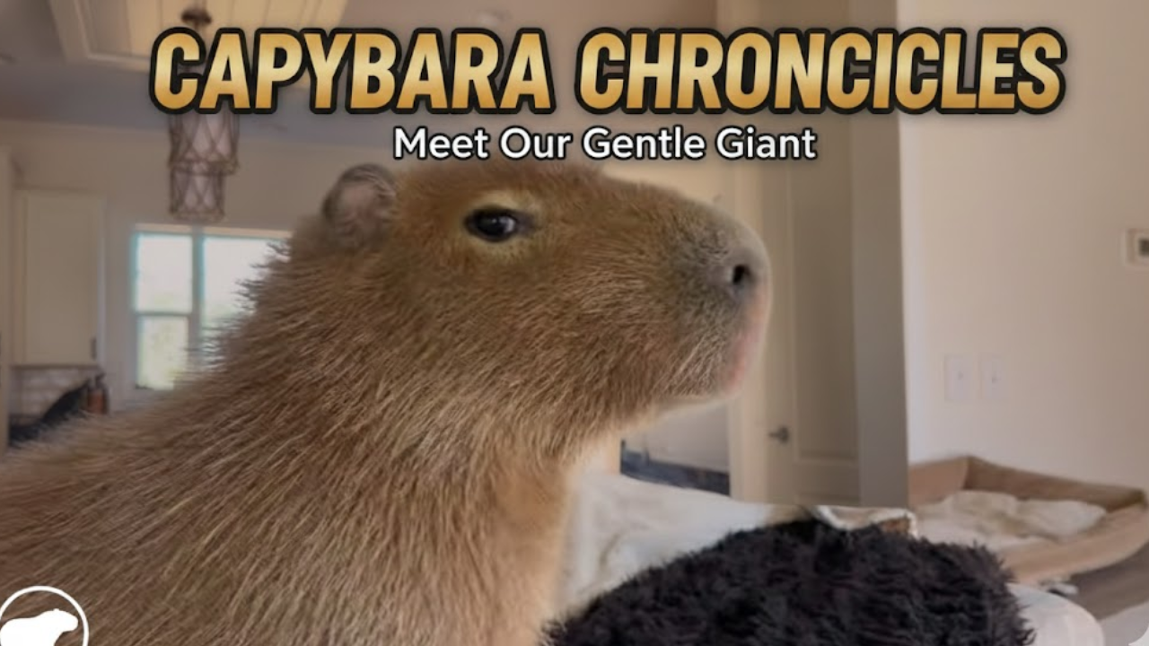 Capybaras take over my home: Hilarious and adorable moments