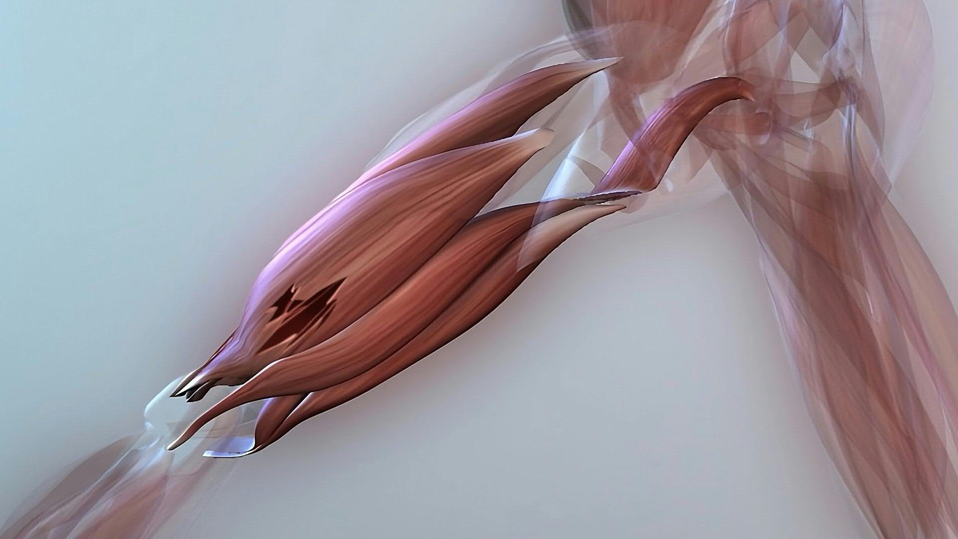 Athlete injuries: The hamstrings - ZZ/Voiceless version