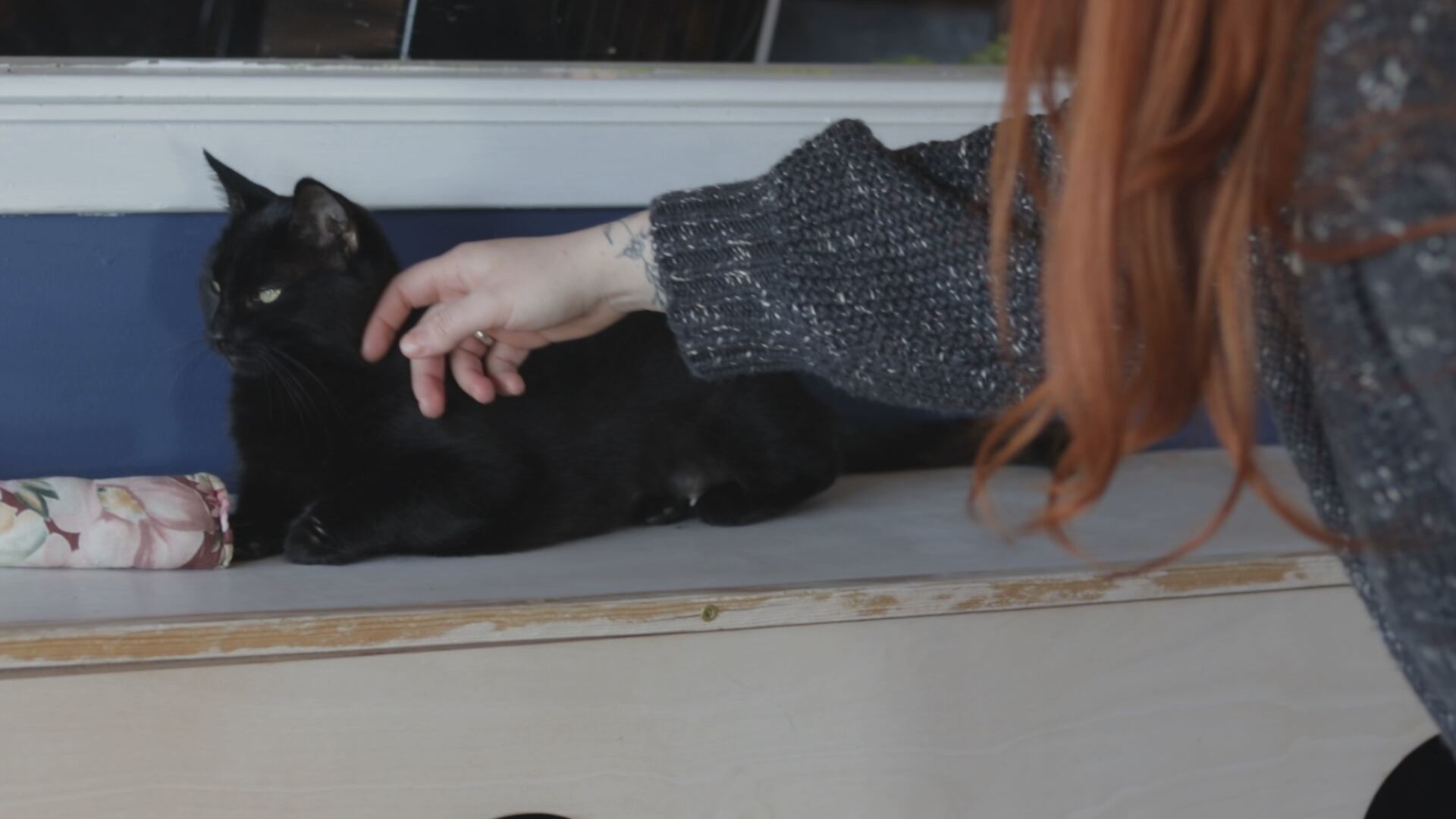 Animal protection legislation aims to shield Missouri’s most vulnerable ...