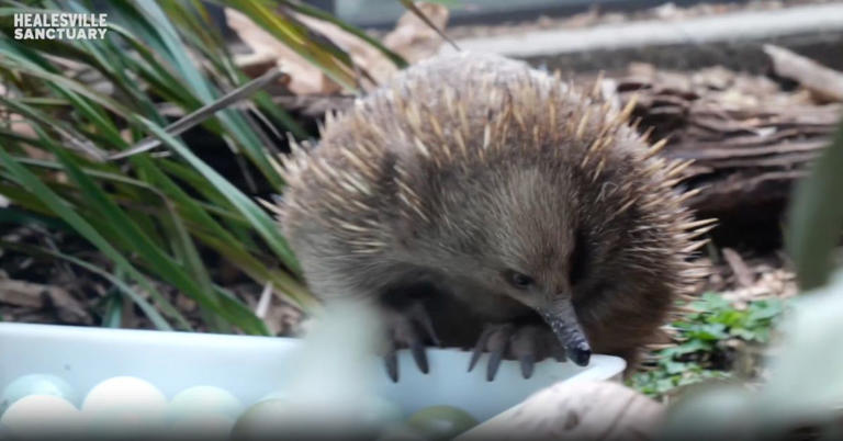 Echidna enjoys ball pit