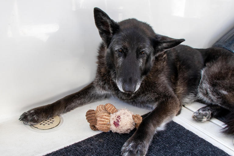 Update on 'terrified' dog who fell from bridge has everyone crying ...