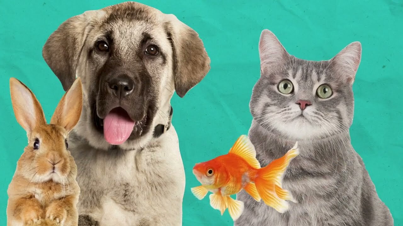 First pets of the White House