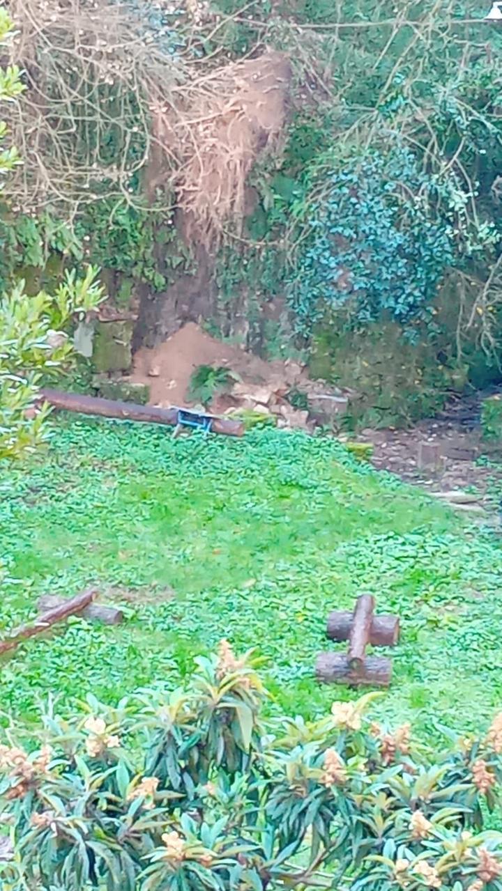 Albero crolla nel parco. La rabbia dei residenti