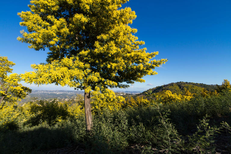 De quoi le mimosa est-il le symbole