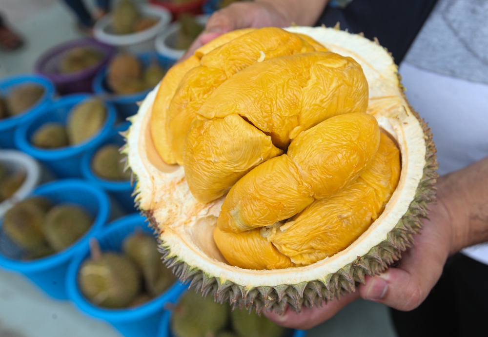 ‘Never seen prices this low’: Singapore sees Musang King durian demand ...