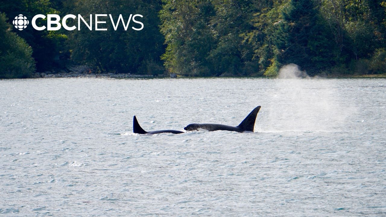 Pod of killer whales seen rubbing bellies on rocks off Sunshine Coast, BC
