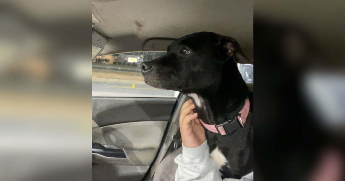 Franklin County man says missing dog was found beaten to death, sheriff ...