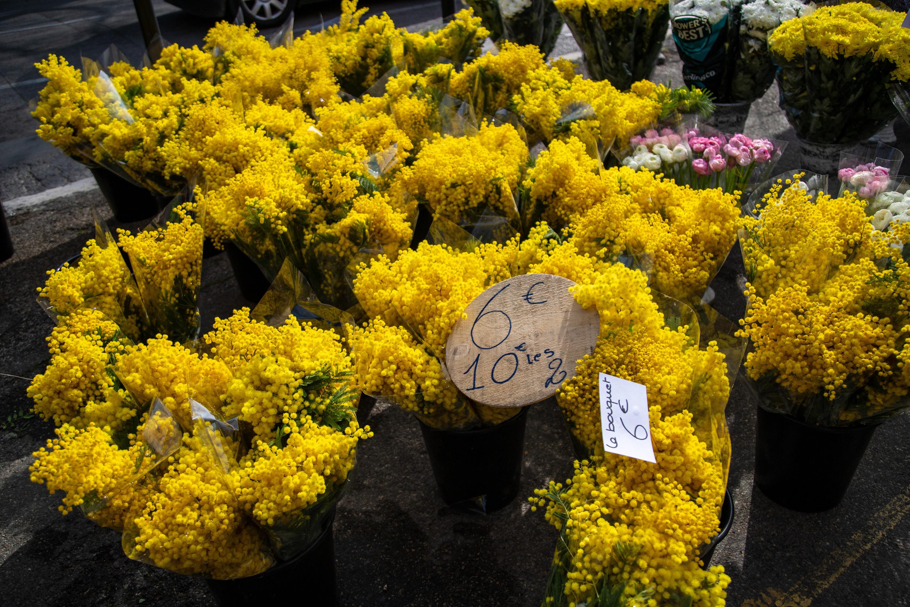 De quoi le mimosa est-il le symbole