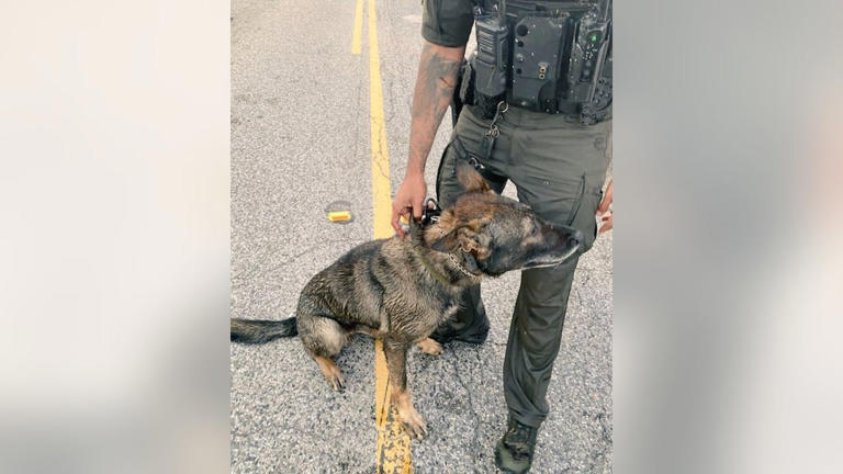 Harris County K-9 injured after suspect attempted to drown dog during ...