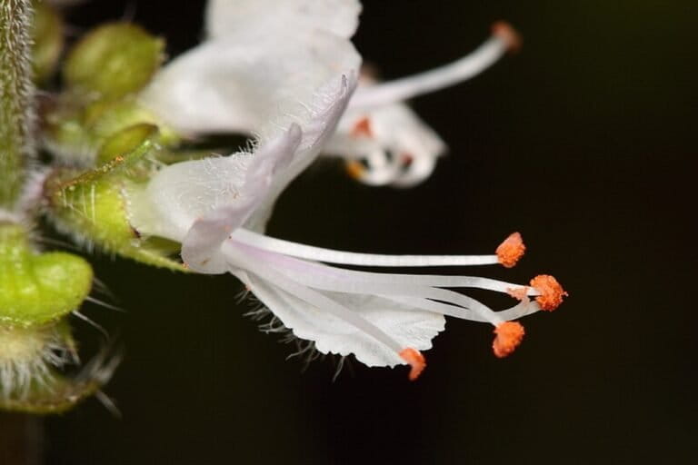 Amazon entrepreneur spreads seeds of growth with recycled paper