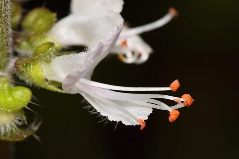 Amazon entrepreneur spreads seeds of growth with recycled paper