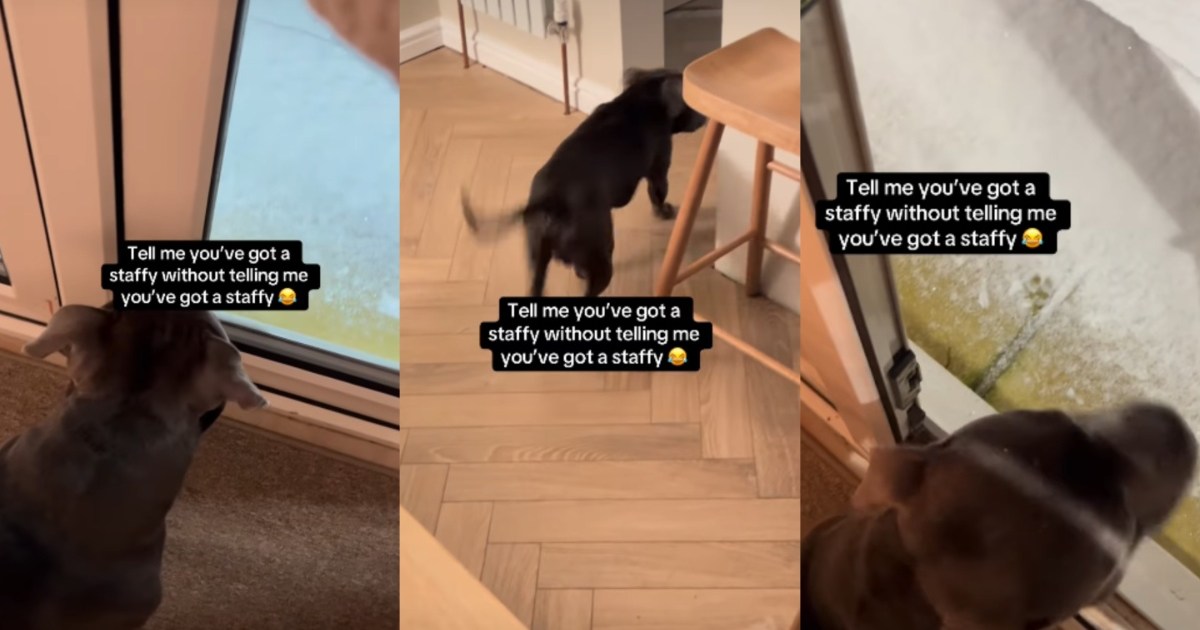 Dog hits reverse the moment he sees snow in a funny video