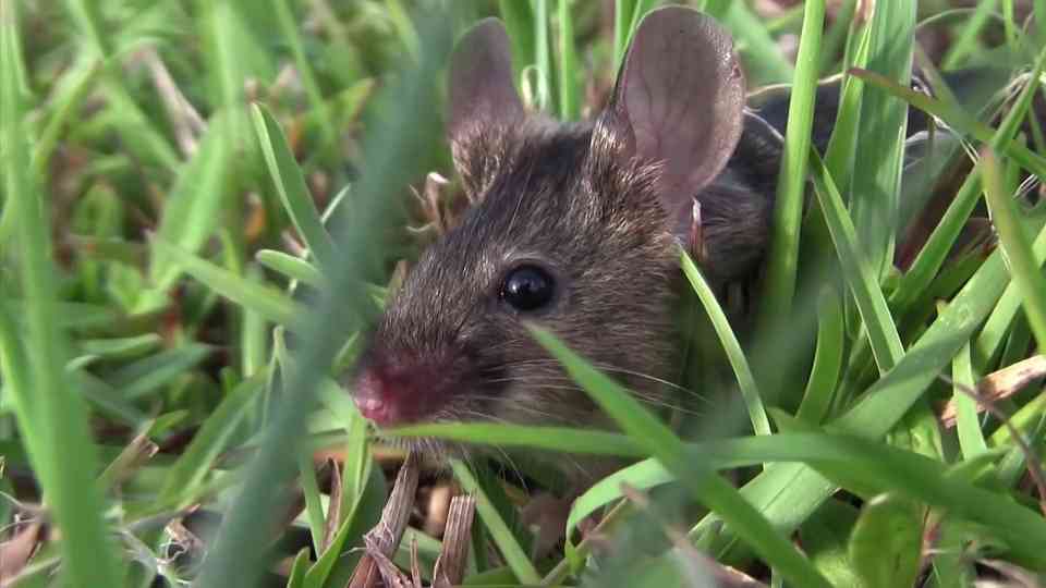 How to tell a true semiaquatic snake from an imposter