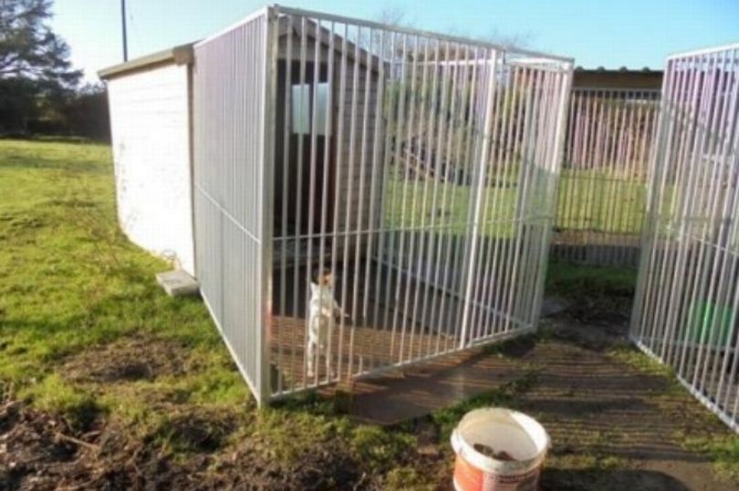 Farmer made tens of thousands of pounds breeding puppies in poor conditions