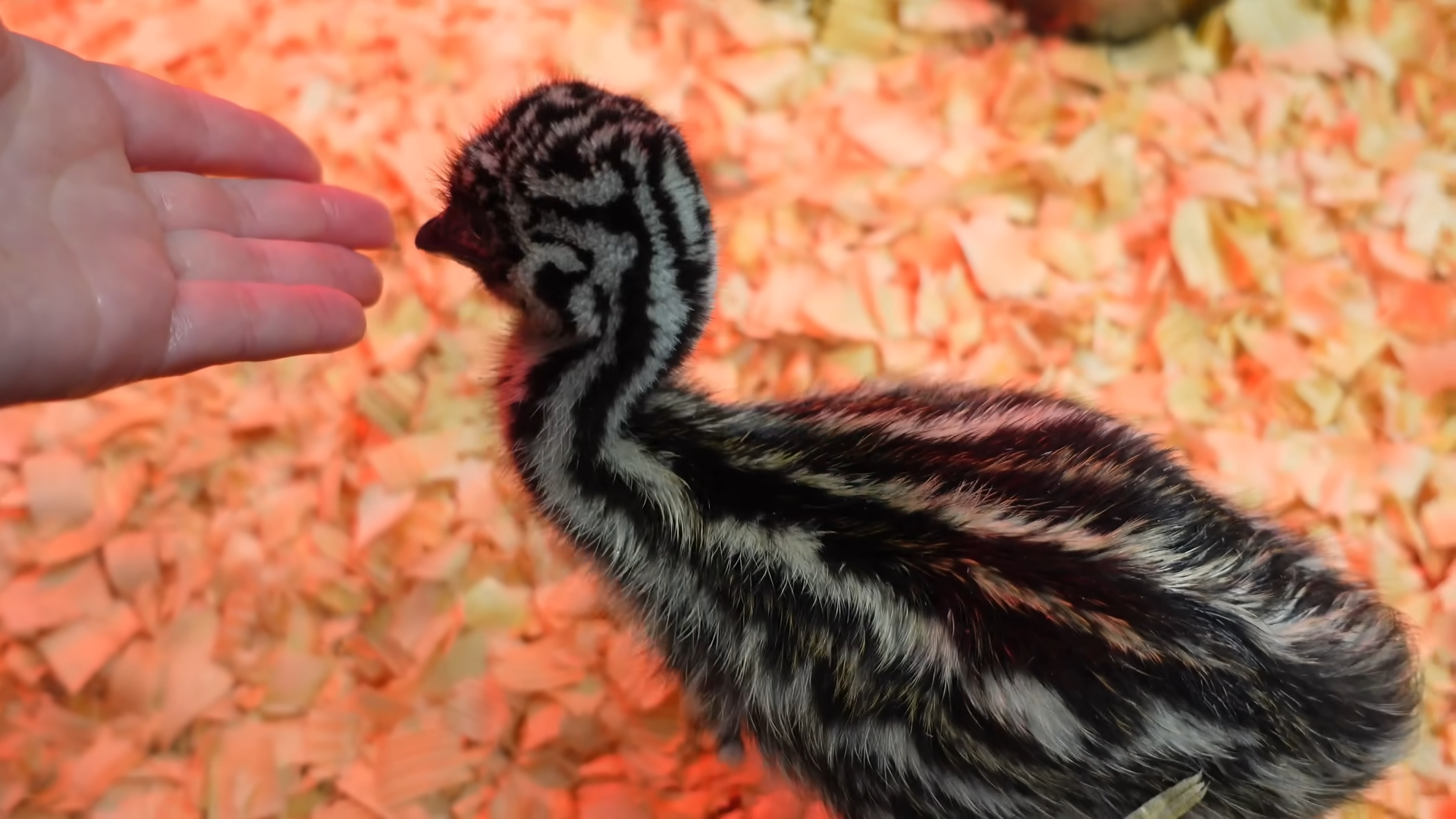 Inside the backyard where every animal feels at home