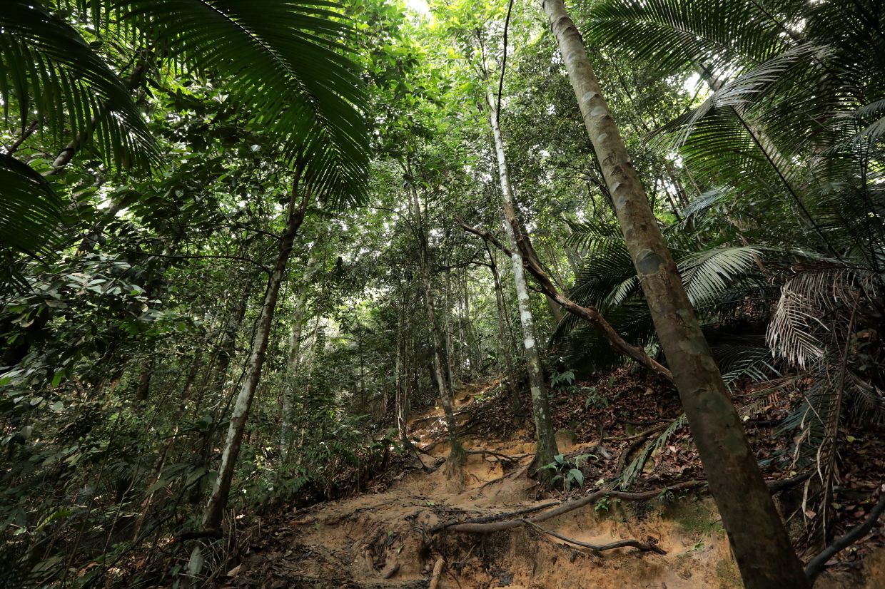 MP questions S'gor govt's silence over status of Ayer Hitam Forest ...