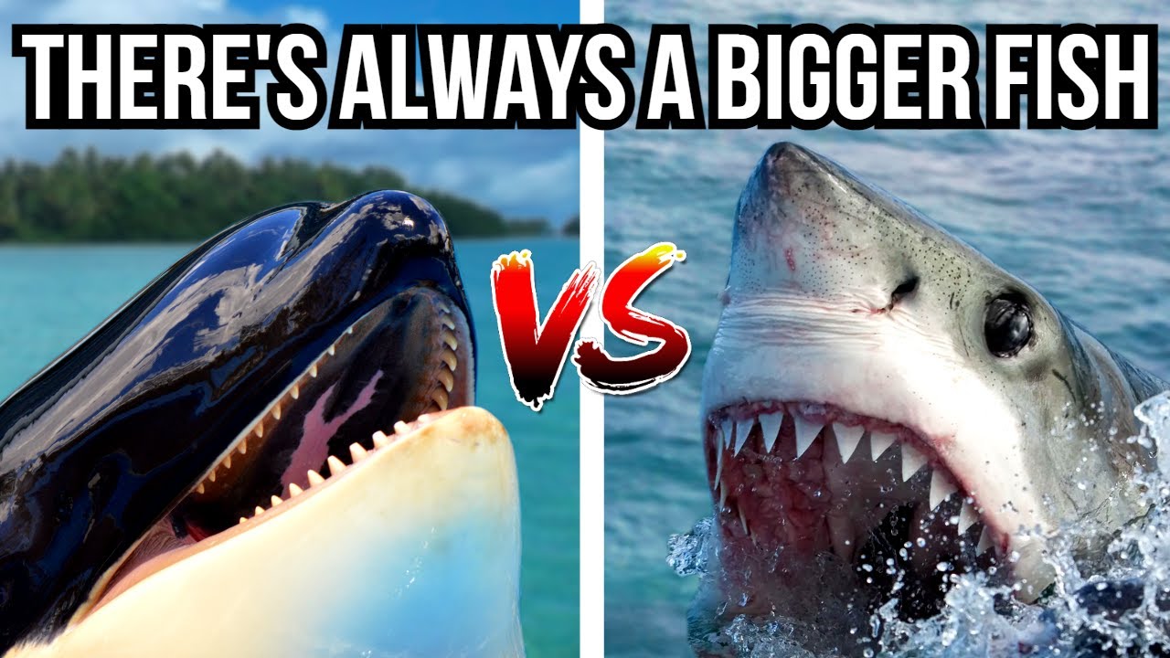 When apex predators are hunted by rivals