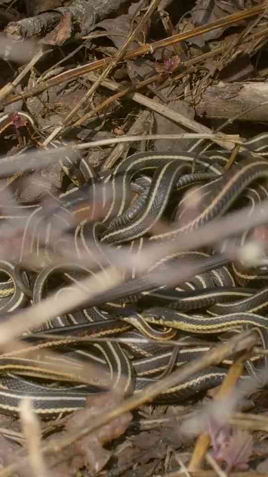 What that faint sound in the grass actually means