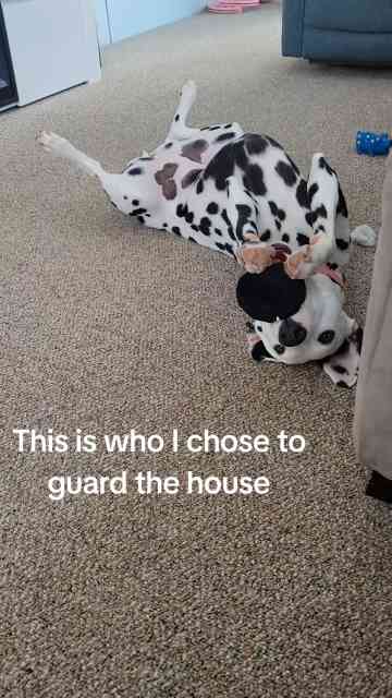 My guard dog on duty | Protector with a big heart
