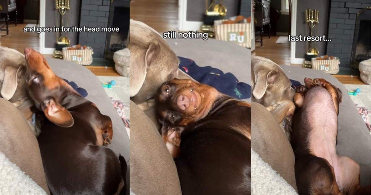 Video: Tiny dog's mission to get big dog's attention ends hilariously