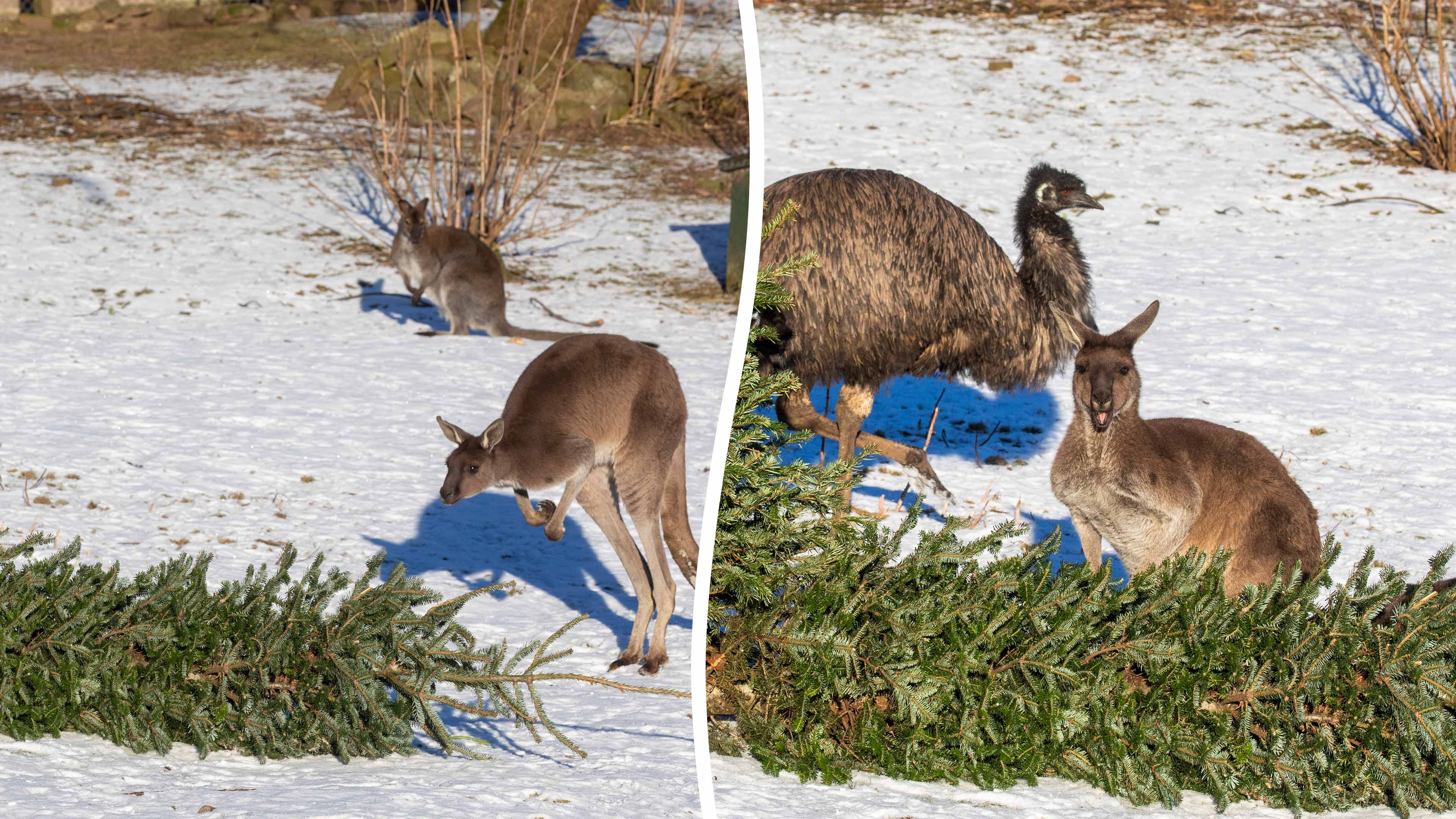 Kangaroos and wallabies scratch and chewi on second-hand Christmas trees