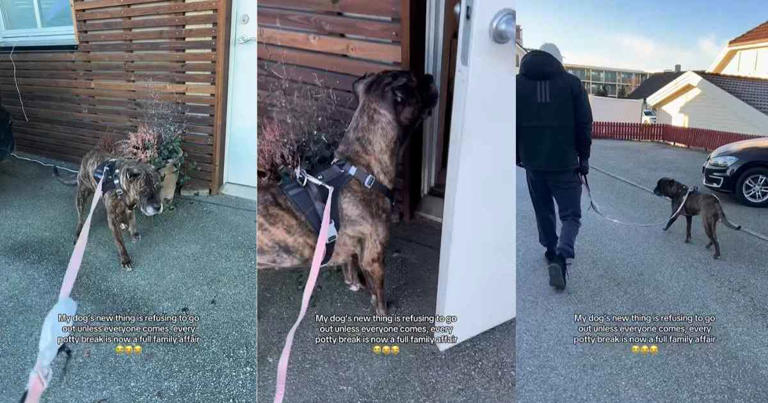 Video: Dog just won't go out unless the whole family comes along