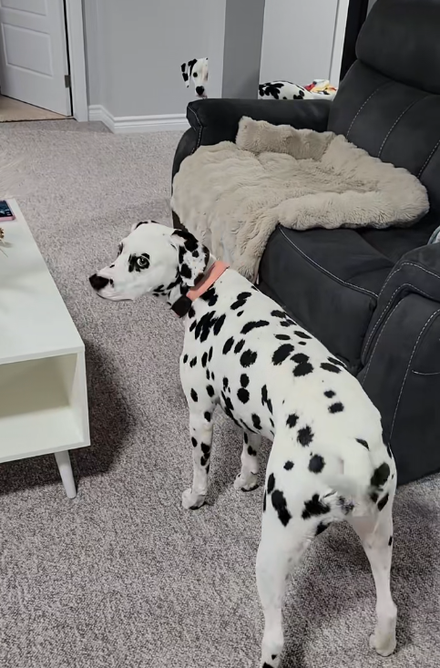 Keeley and Sela standoff | Dalmatian besties face off