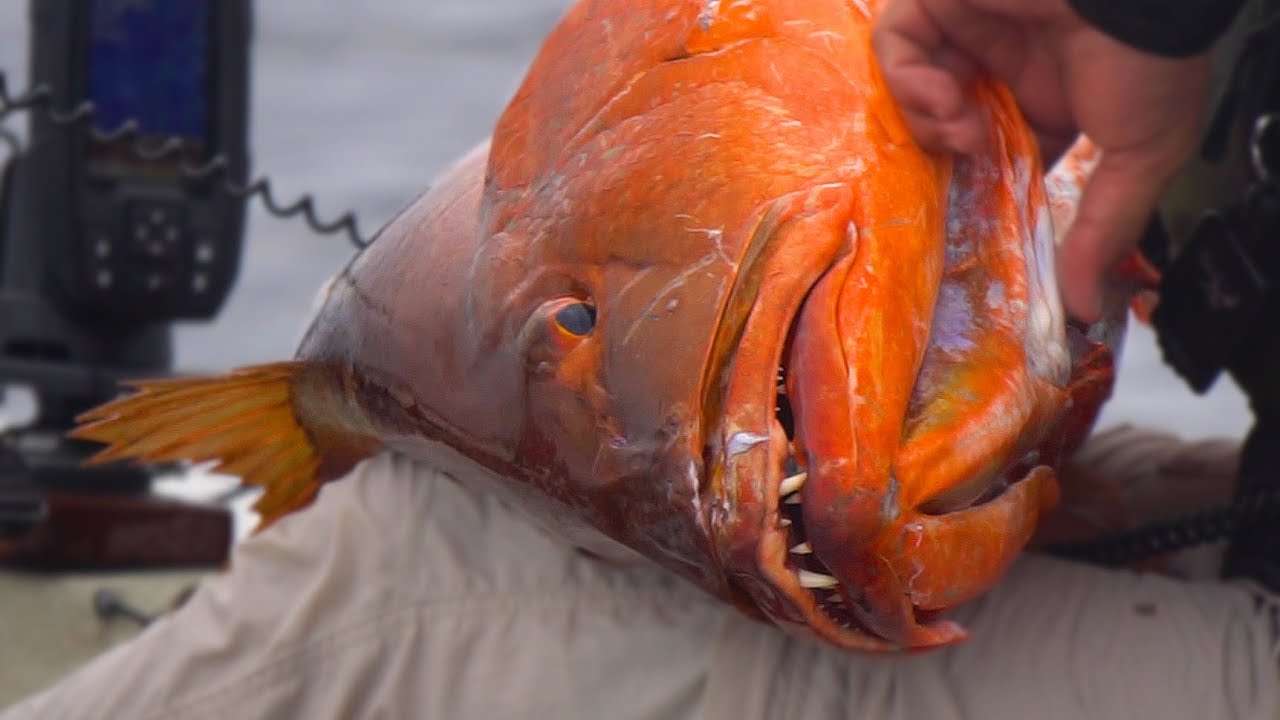 What happens when a fish fights back