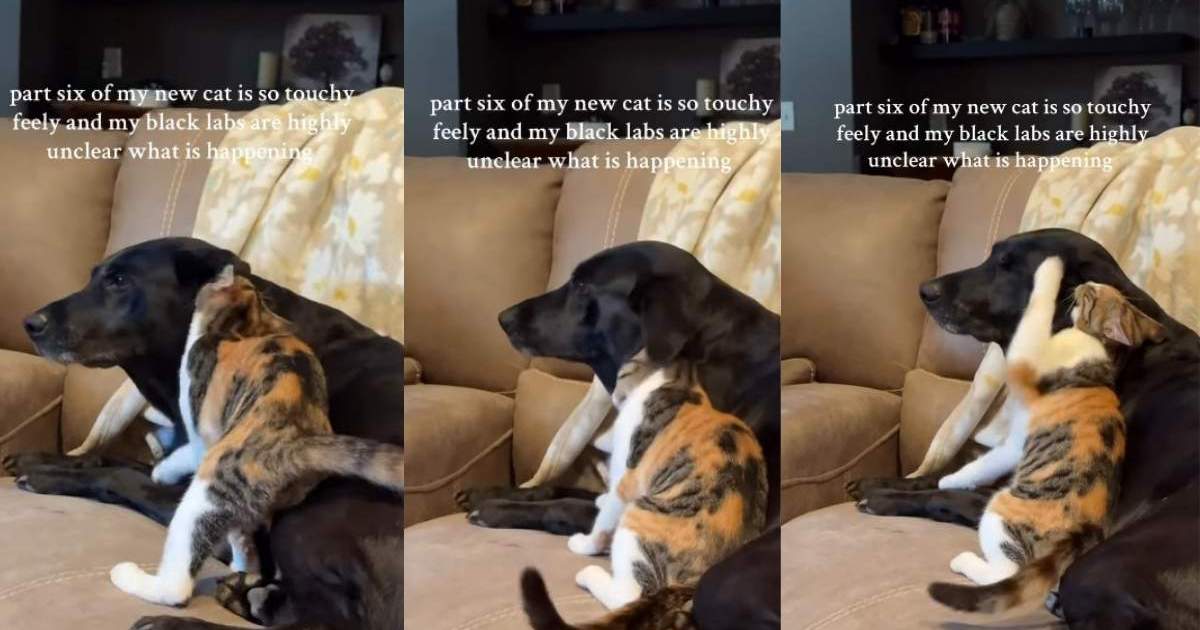 Video Shows Labrador Appears Uncertain About Cat's Activity
