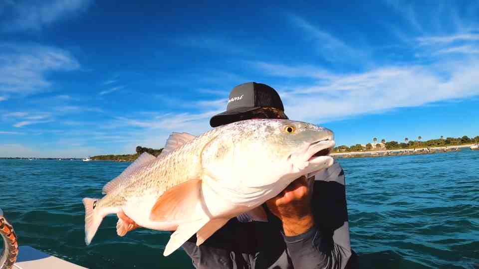 Big bait for a big fish - a lucky day in paradise