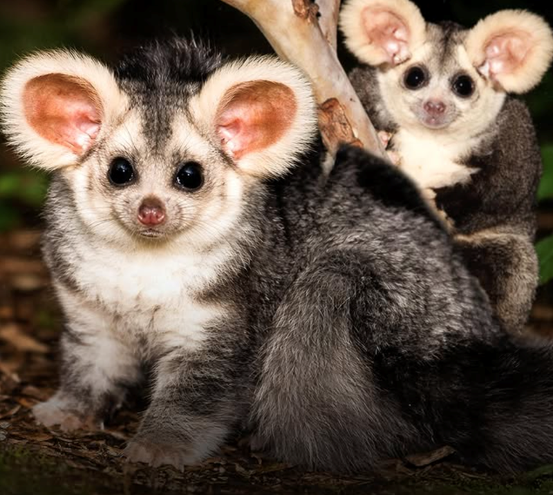 New marsupial discovered in Australia with ears adorably larger than ...