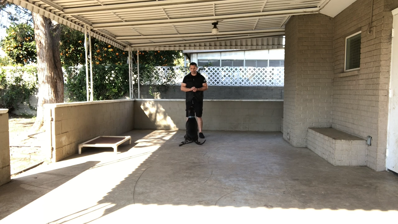 Inside Elvis’s obedience session – progress, patience, and fun