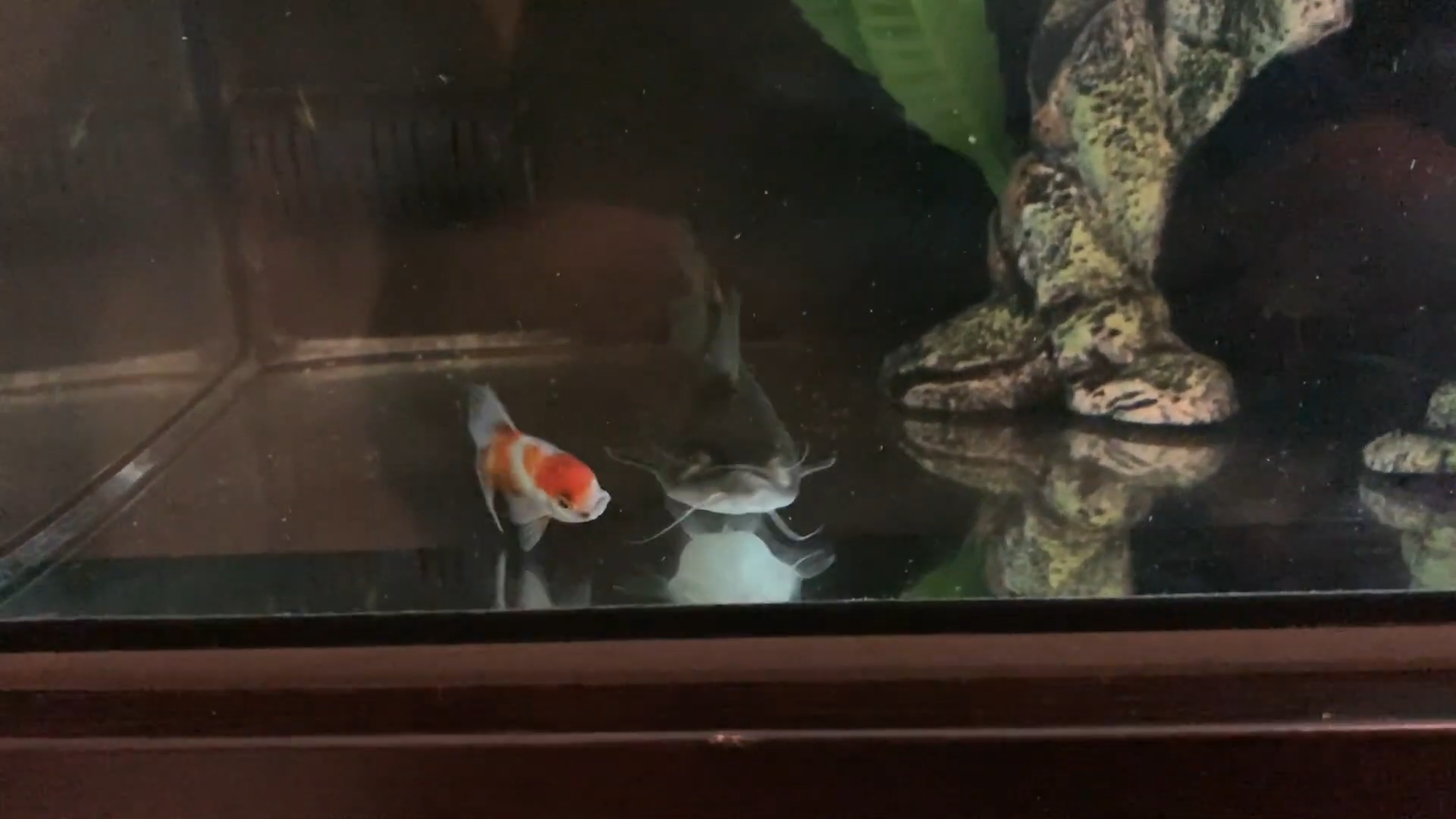 What happened to my pet aquarium fish - Shocking discovery