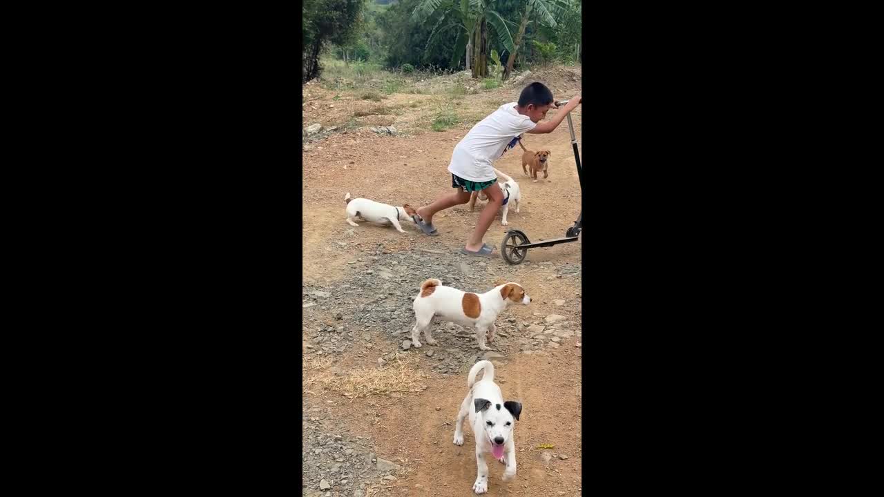 Yapping puppies steal boy's flip flop as he rides scooter