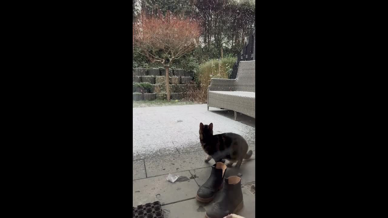 Cat's joyful reaction to first-time seeing snow delights internet