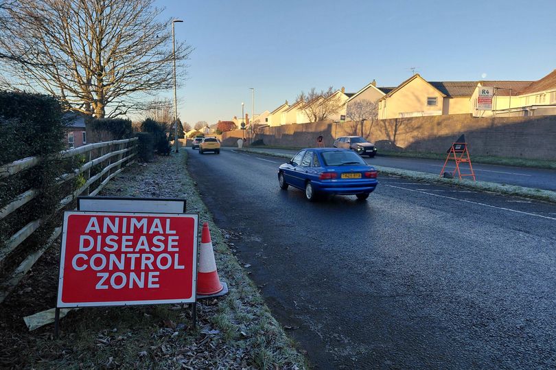 Bird flu surveillance zone remains in place on Somerset Levels