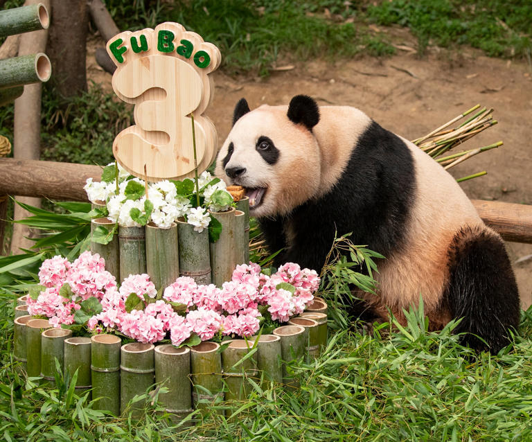 South Korea, China discuss new panda loan after Fu Bao's return