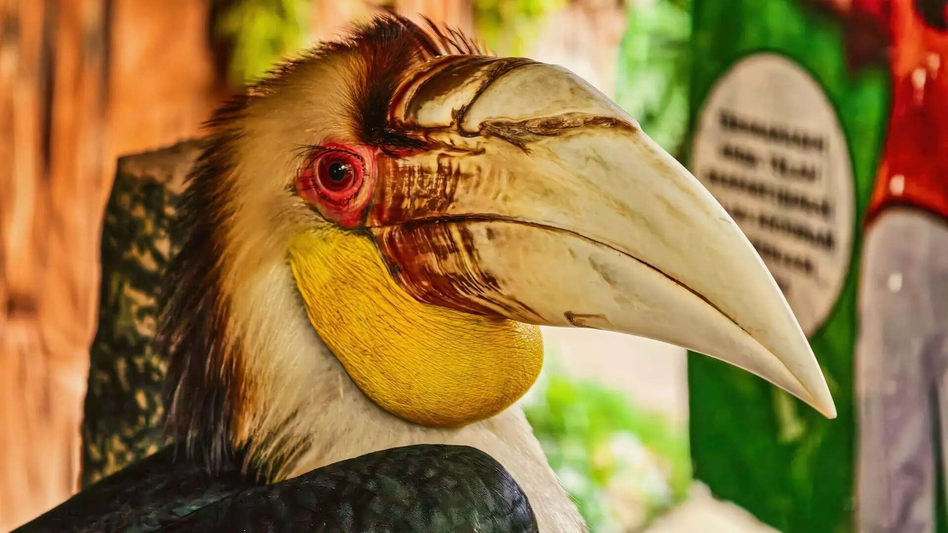 5 birds that use their beaks as dangerous weapons