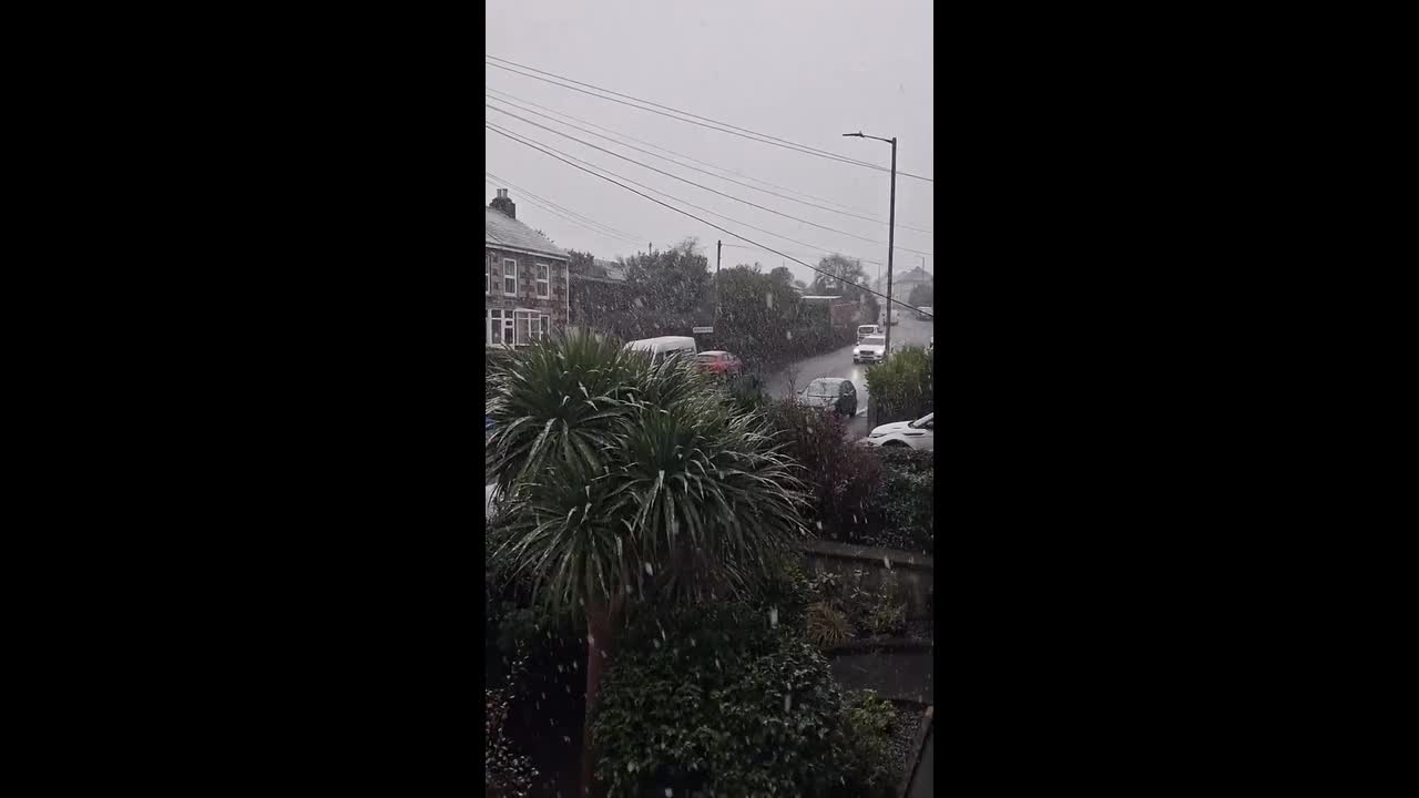 Steady snow covers dusting unusual palm-like plants in West Cornwall, UK